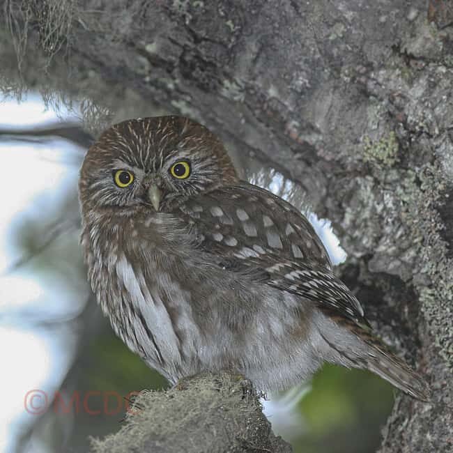 Ushuaia: Birding Tour in Tierra del Fuego National Park