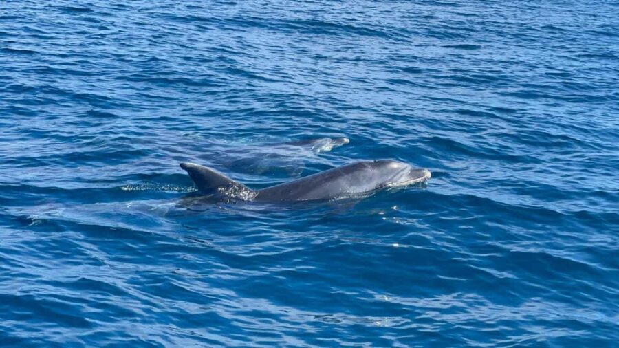 Vilamoura: Private boat Marine Wildlife Watching Safari