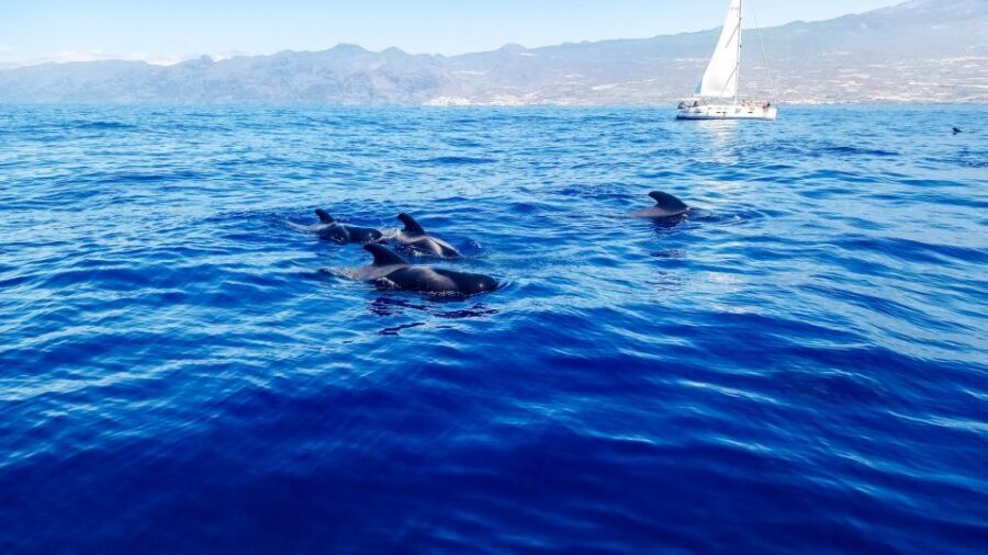 Whale and Dolphin Watching Sailing Tour  Los Gigantes (3H)