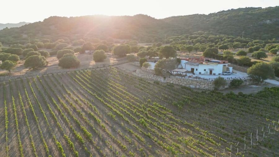 Wine experience in Dorgali in the heart of the Cannonau Classic Zone