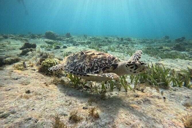 3 in 1 Jungle Tour Adventure Cancun - FAQ