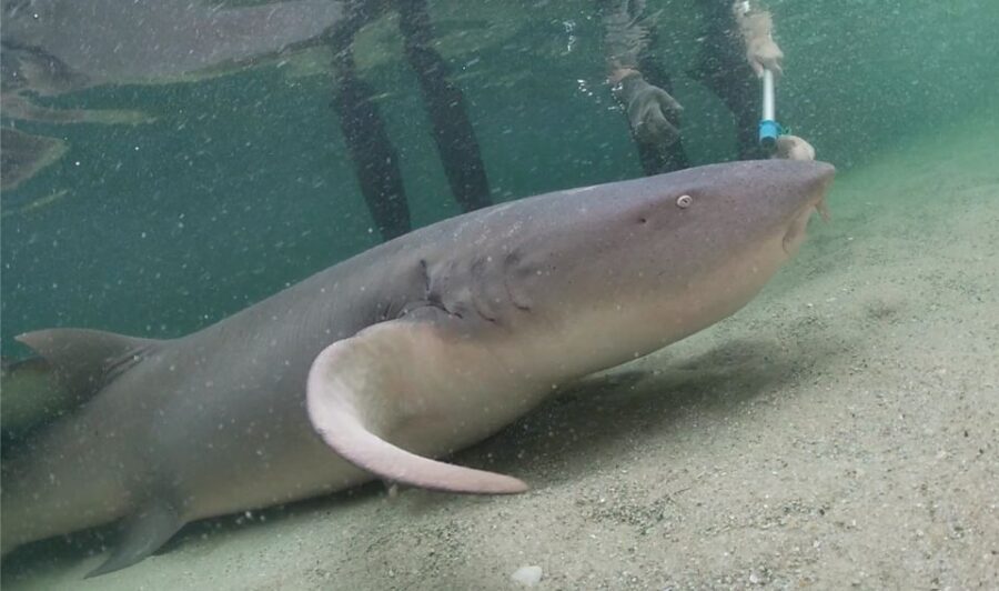 Anna Bay: Irukandji Entry Pass with Reef Shark Encounter - The Itinerary — Step by Step