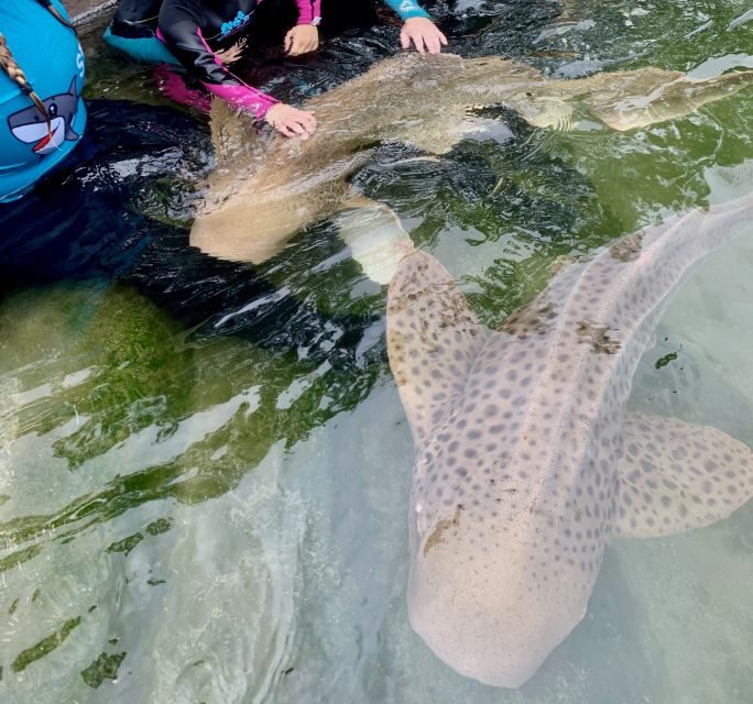 Anna Bay: Irukandji Entry Pass with Zebra Shark Encounter - Who Should Consider This Tour?