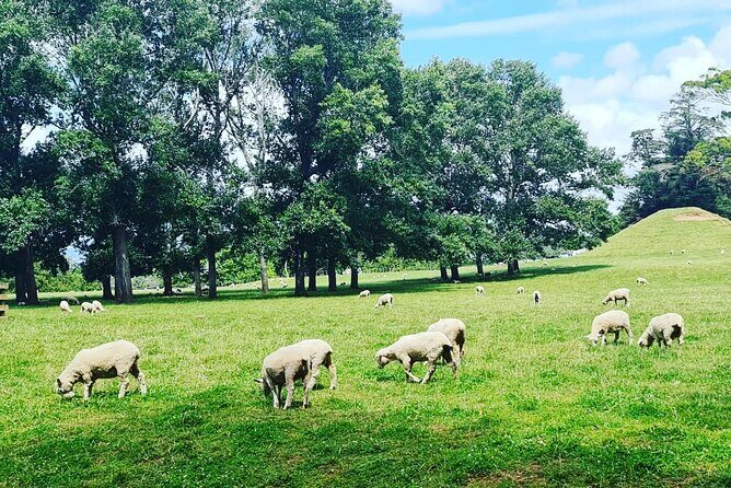 Auckland City Highlights Full Day Tour - The Sum Up