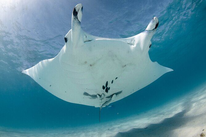 Best of Ningaloo Mantas and More - Is It Worth the Price?