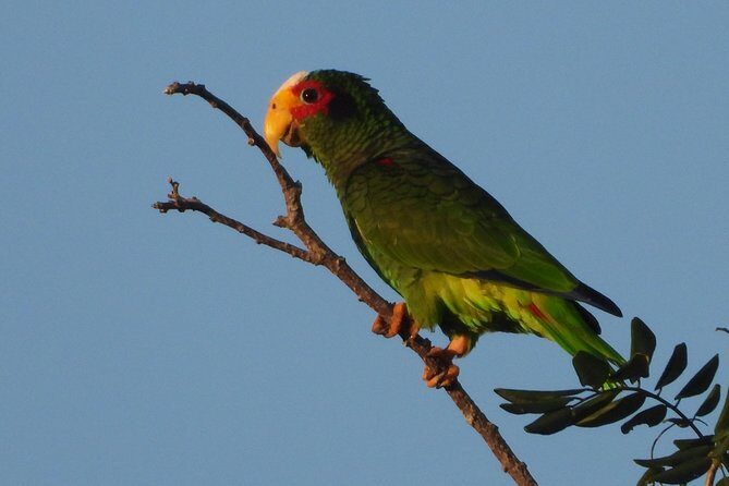 Birds of the Mayan World 1 - Analyzing the Value