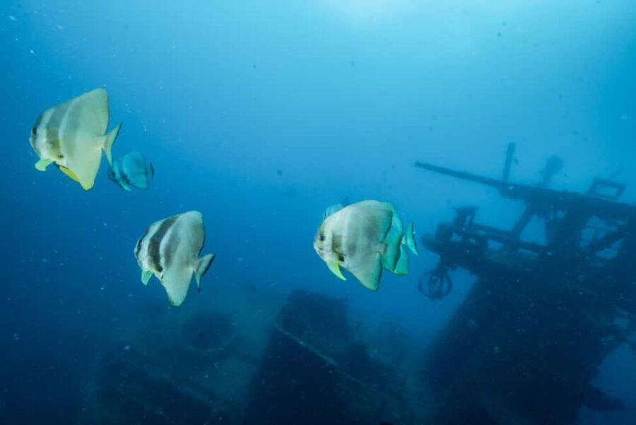 Busselton / Dunsborough : HMAS Swan Wreck Scuba Dive - The Experience in Detail