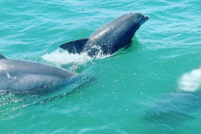 Catamaran Dolphin Cruise in Myrtle Beach with Barrier Island Stop - An In-Depth Look at the Experience