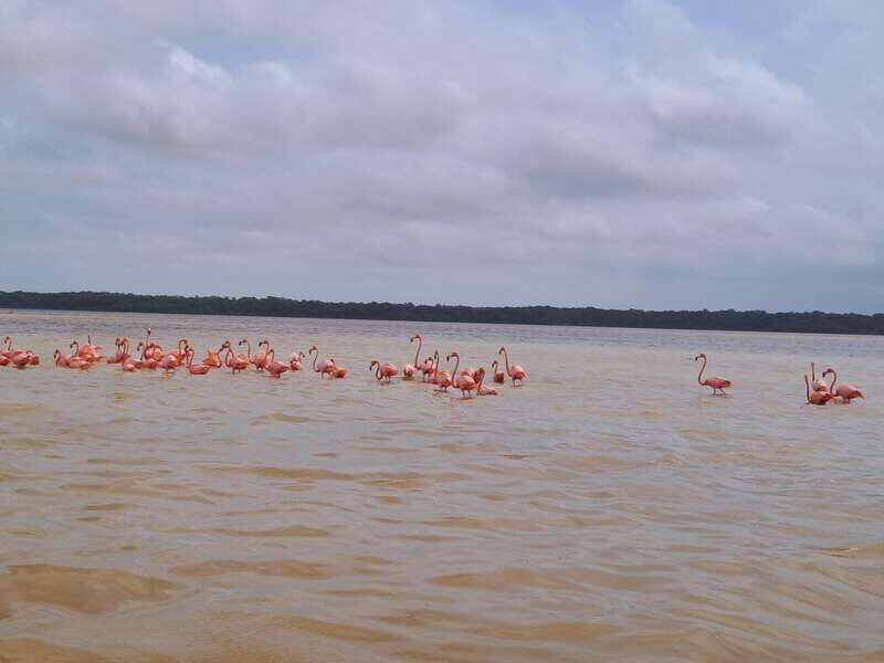 Celestun + Lunch, Boat Ride & beach time. - Exploring the Flamingos and Wildlife