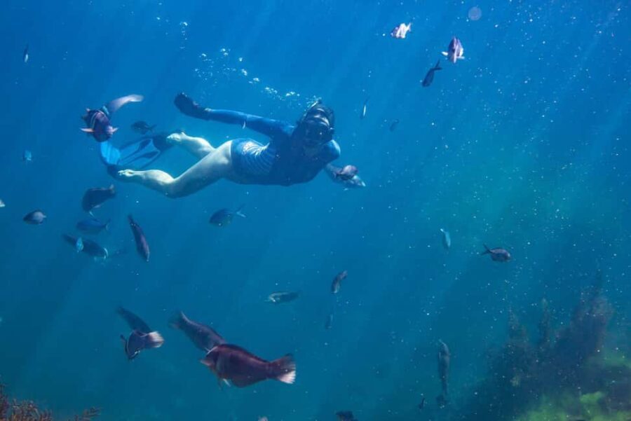 Coromandel: Aldermen Islands Marine Reserve Wildlife Cruise - Who Will Enjoy This Tour?