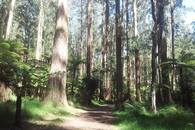 Dandenong Ranges Private Day Tour - Why Travelers Find This Tour Valuable