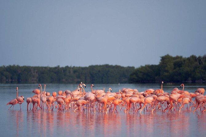 Discover the FABULOUS PINK WATERS at the Caribean (Las Coloradas+Río Lagartos) - Transportation and Group Size