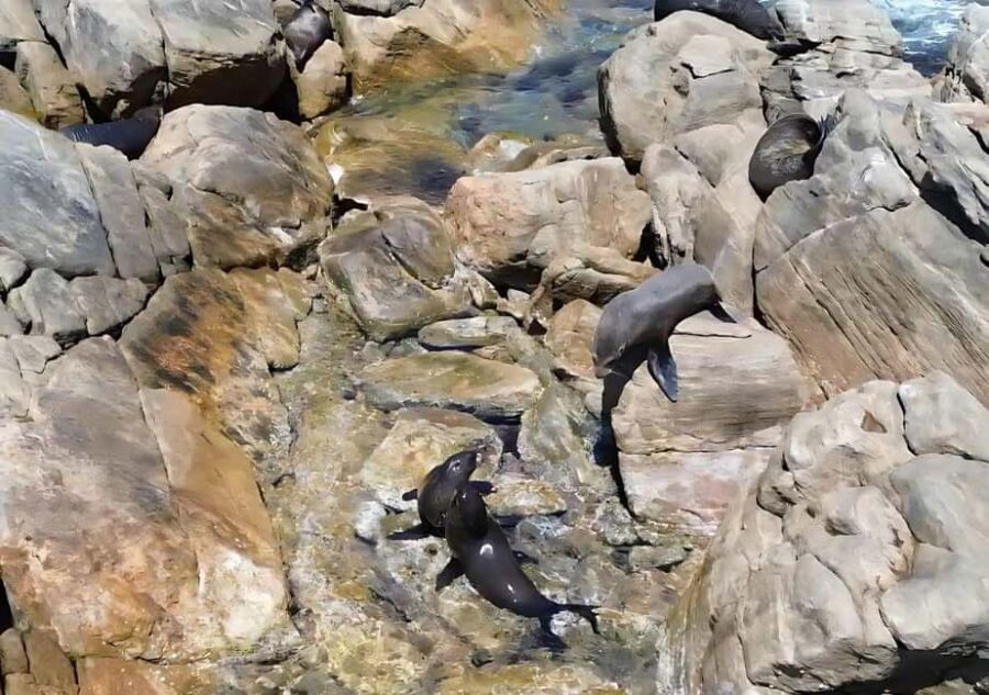 Dunsborough: Geographe Bay Eco & Snorkel Boat Tour - Authenticity and Value