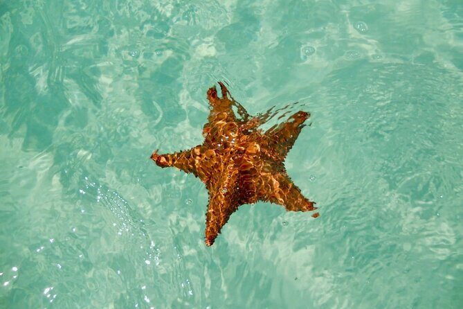 El cielo Cozumel From Cancún and round Transfer with Lunch - The Value Proposition and Cost