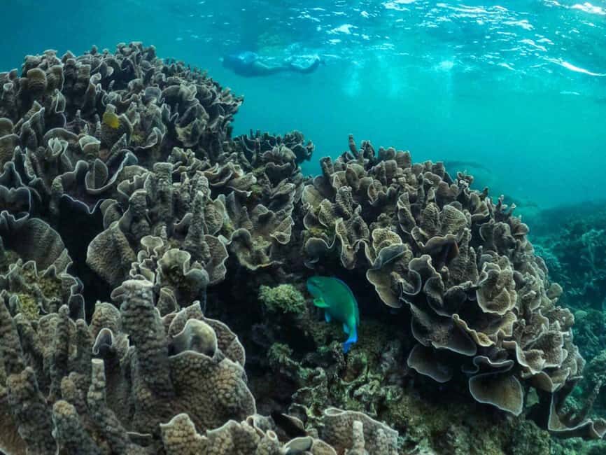 Exmouth: Half Day Coral by Kayak tour - Marine Encounters and Coral Highlights