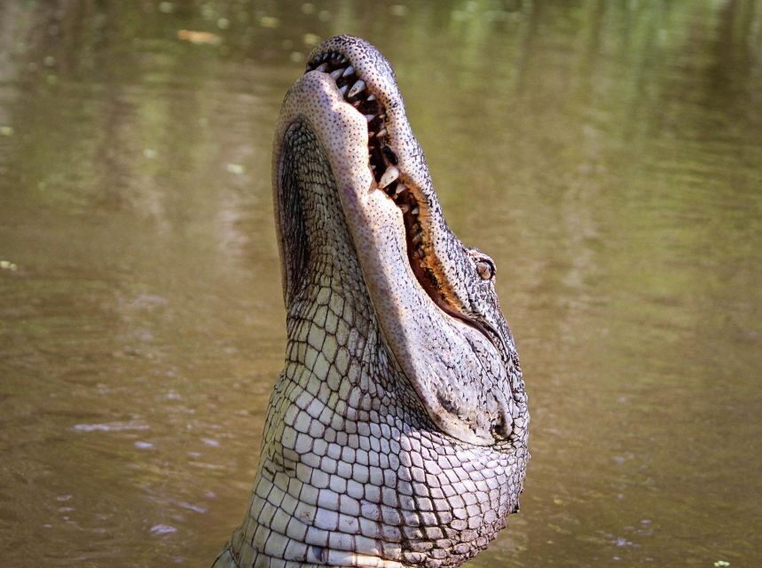 From Darwin: Litchfield Park Tour & Jumping Crocodile Cruise - The Real Value: Price and Experience