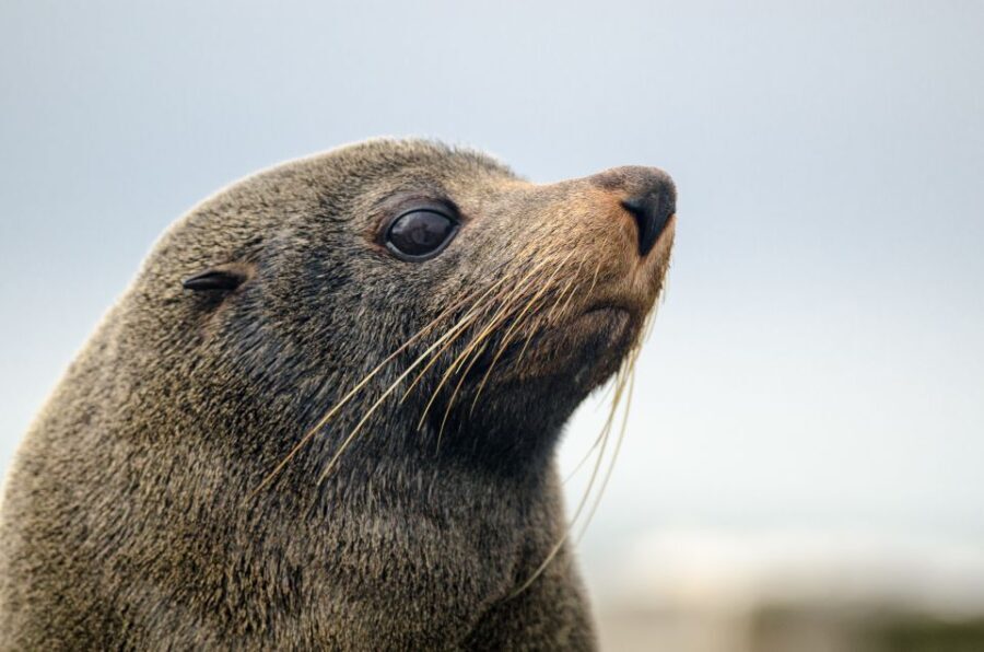 From Goolwa: Murray Mouth Cruise - Practical Tips for Your Murray Mouth Cruise