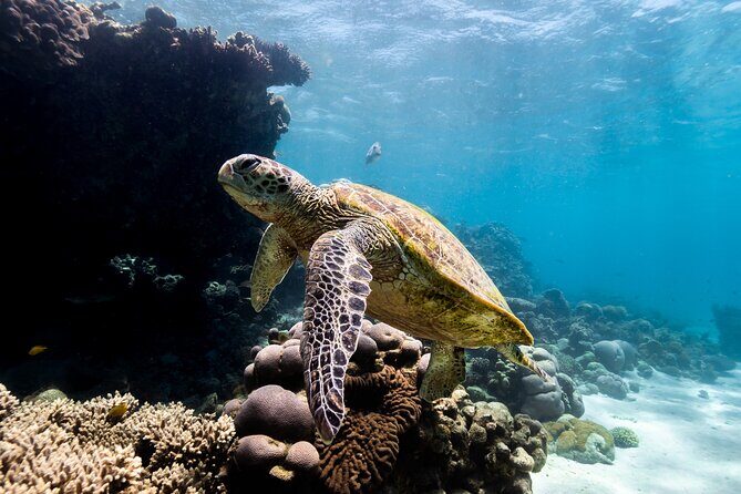 Half Day Sailing and Snorkeling Tour from Coral Bay - Why Youll Love This Tour