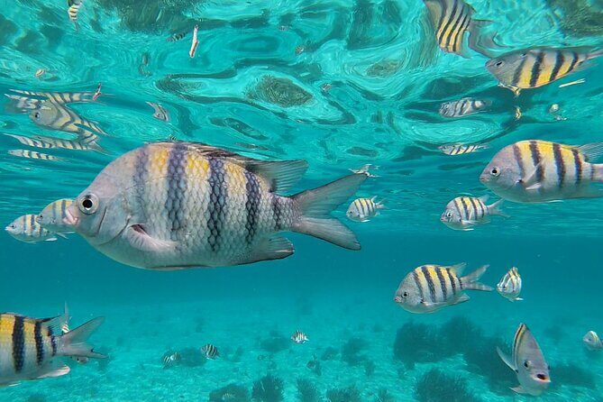 Isla Mujeres Snorkeling Adventure at the Underwater Museum - What Do Travelers Say?