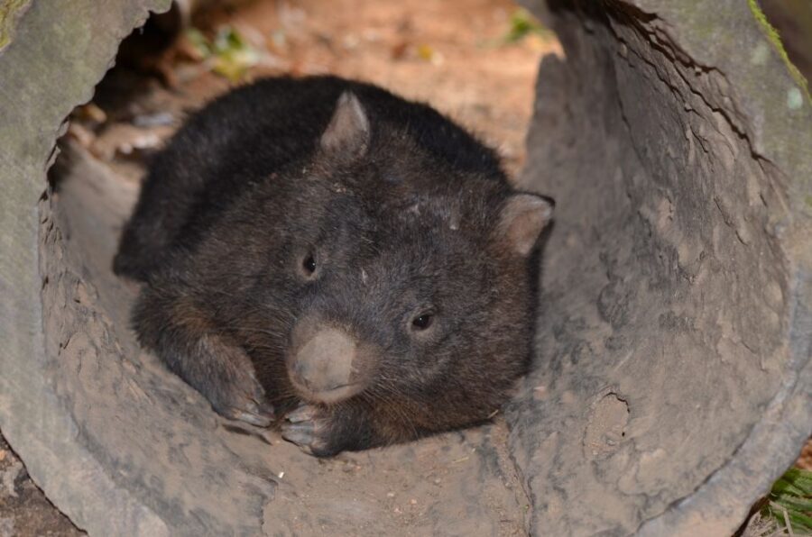 Kuranda Wildlife Experience: Koalas, Birds & Butterflies - Is This Tour Right for You?