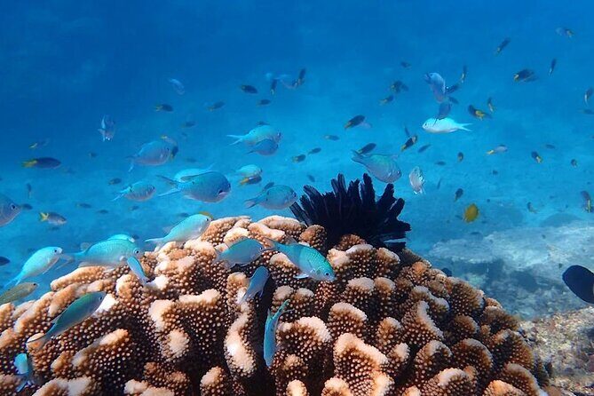 Mission Beach: Small Group | Outer Reef Snorkel & Dunk Island - Analyzing Value: Is It Worth the Cost?