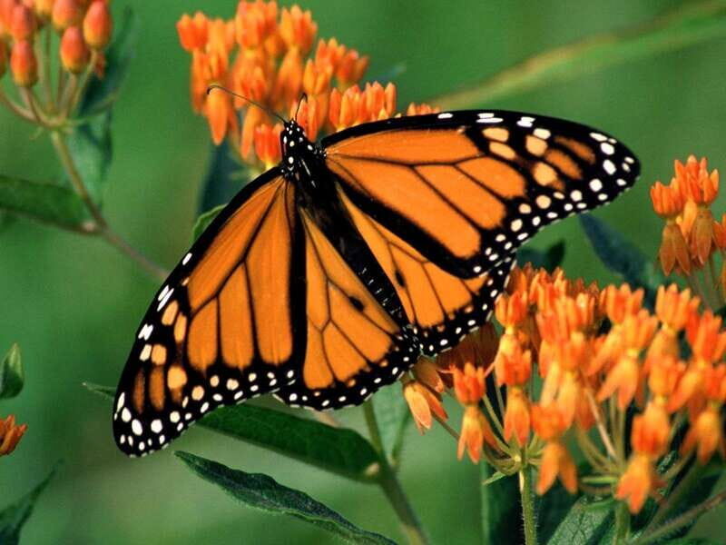 Monarch Butterfly Sanctuary Tour from Mexico City - The Butterfly Experience: What to Expect