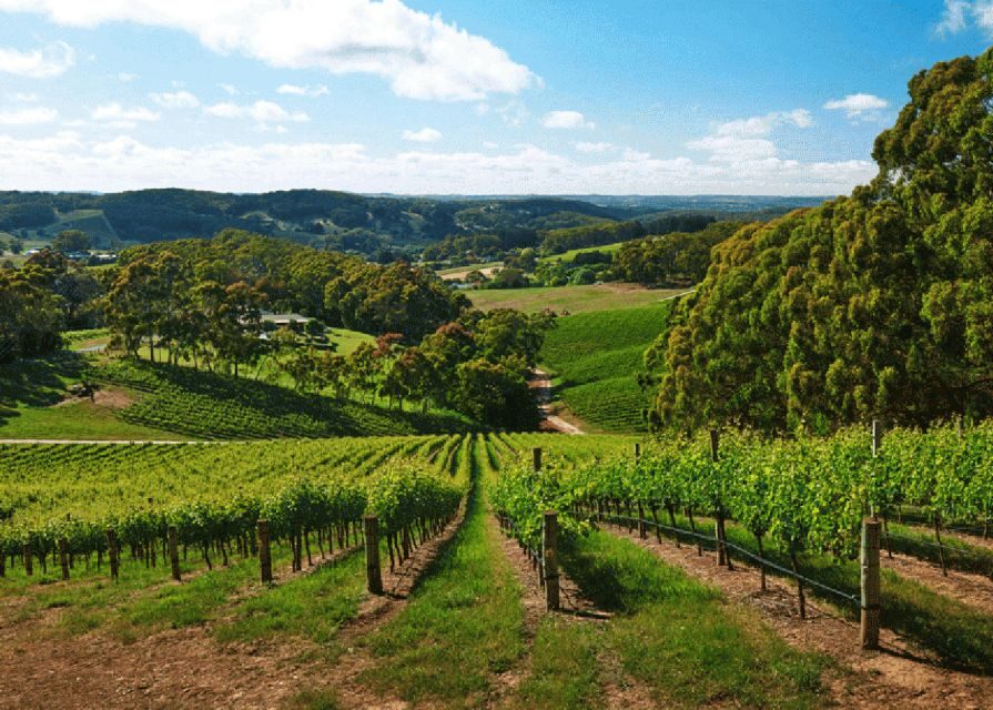 Petaluma: Effervescence - A Sparkling Experience - Who Will Love This Tour?