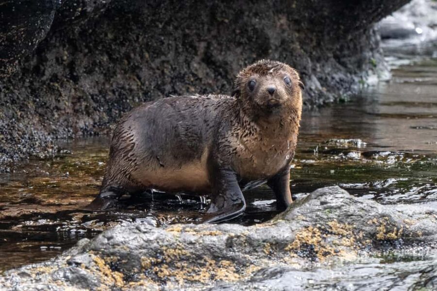 Philip Island: Seal Watching Cruise - Why This Tour Works Well