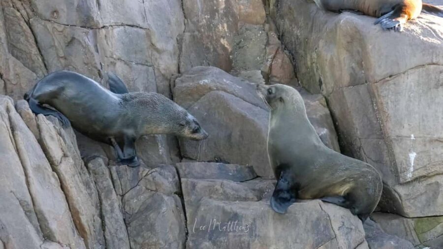 Port Stephens: 2.5-Hour Whale Watching & Outer Island Cruise - Final Thoughts