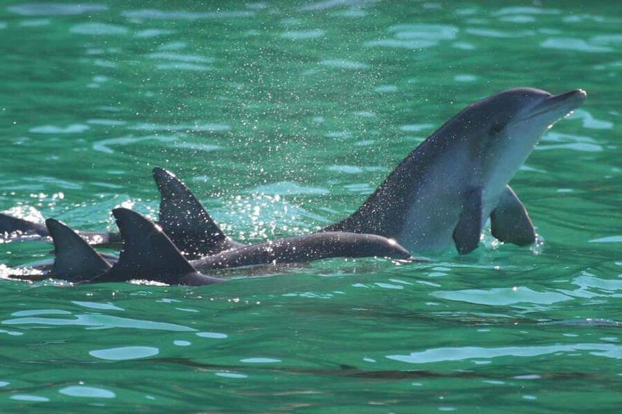 Port Stephens: Dolphin Watching Cruise - What You Should Know Before You Go