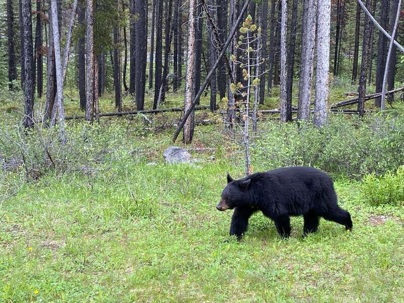 Private Icefields Parkway Tour w/ Lake Louise & Moraine Lake - Whats Included and What’s Not