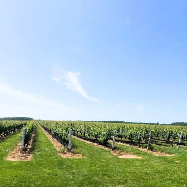 Private Luxury Winery Trip of Long Island, New York, USA - The Itinerary Breakdown: What You Can Expect