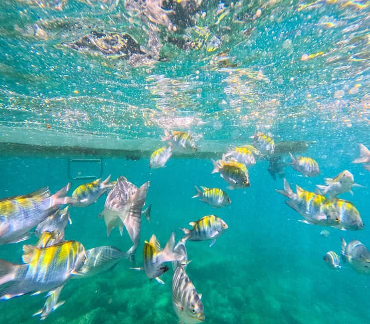 Puerto Vallarta: Zipline Tour, Snorkel & Secret Beach Escape - Itinerary Breakdown: What to Expect