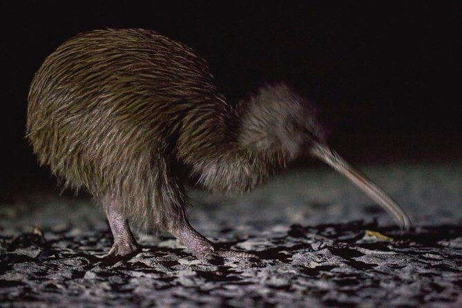 Stewart Island Wild Kiwi Experiences - The Experience: What Youll See and Feel