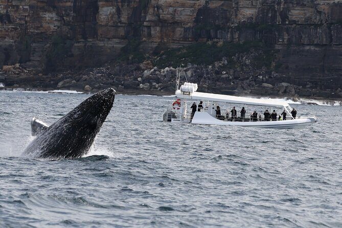 Sydney Whale-Watching by Speed Boat - The Verdict: Who Should Book This?