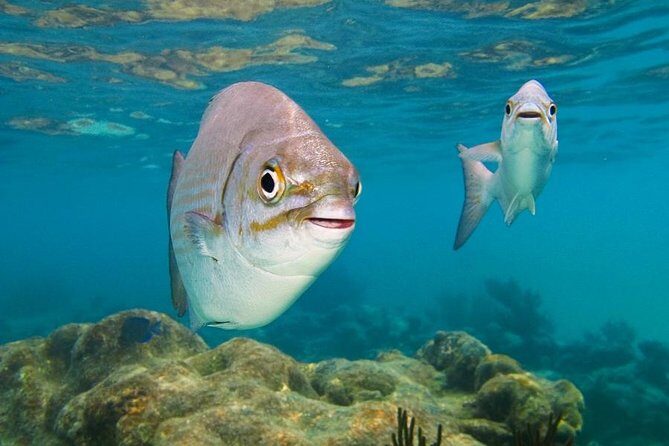 Tulum ruins, Swim with turtles and Cenote from Riviera Maya - Discovering Tulum: The Archaeological Marvel