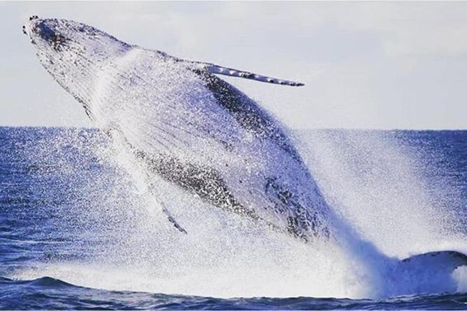 Whale Watching Sailing Experience in Sydney - Why This Tour Stands Out