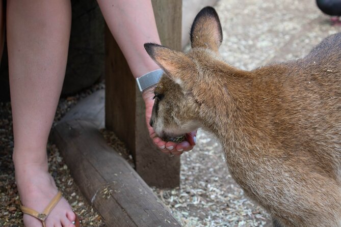 #1 Rated Blue Mountains Tour, Scenic World, Lunch, RiverCruise - Key Points