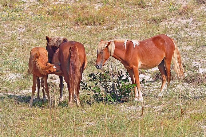2-hour Outer Banks Wild Horse Tour by 4WD Truck - Off-Roading Among Sand Dunes and Ocean Views