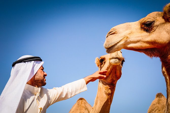 Abu Dhabi: Morning Desert Safari with Camels and Sandboarding - How the Transportation and Timing Work