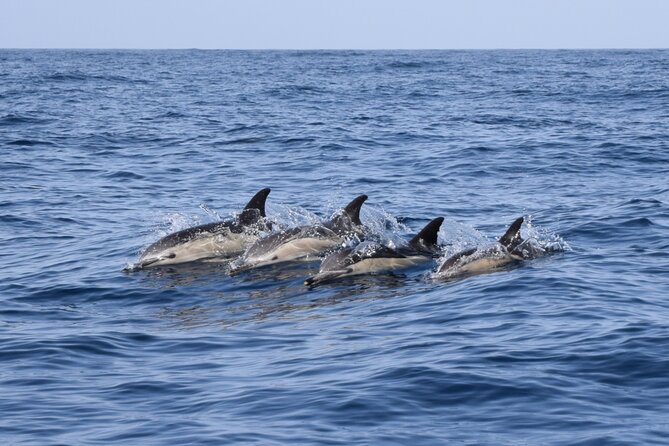 Bonadea II Ecological Whale Watching, 2 hours - A Closer Look at the Experience