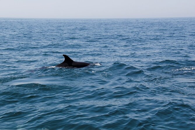 Dolphin and Whale Watching in Lagos - What to Expect from the Tour