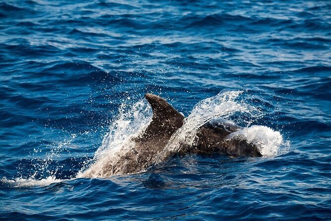 Glass Bottom Boat Tour & Snorkeling in São Miguel, Azores - Key Points