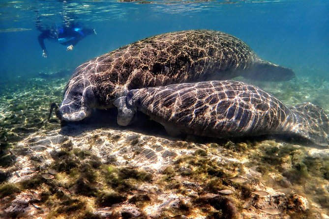 Manatee Swim Tour with In Water Photographer - An Overview of the Experience