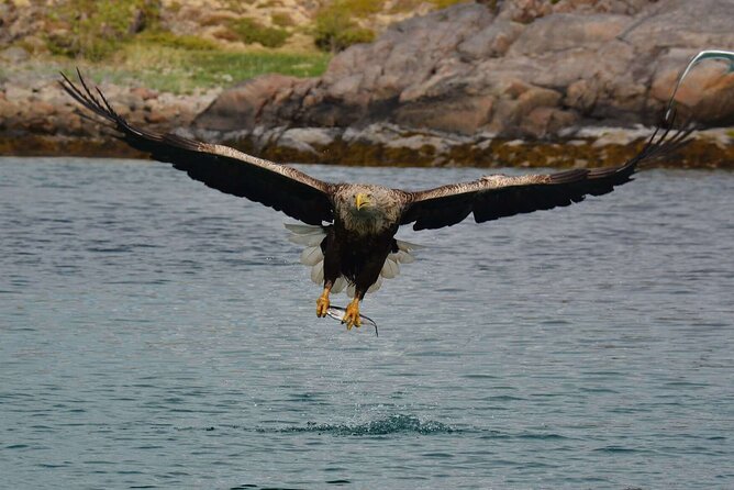 RIB Sea Eagle Safari Trollfjord Cruise - The Experience at a Glance