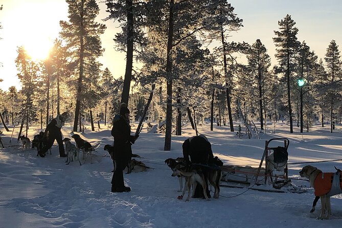 Sit Down Husky Ride Dog Sled Tour in Kiruna - An Authentic Husky Sled Experience in Kiruna