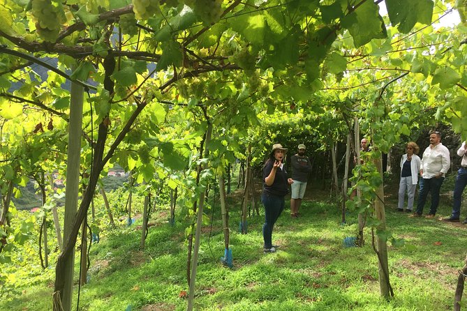 Skywalk with Wines Tasting and Vineyards Half day 4x4 Adventure