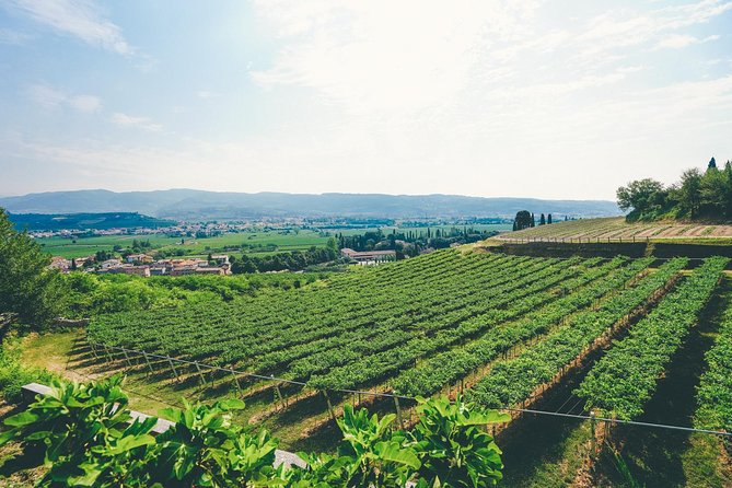 Valpolicella and Amarone Wine-tasting Tour from Verona