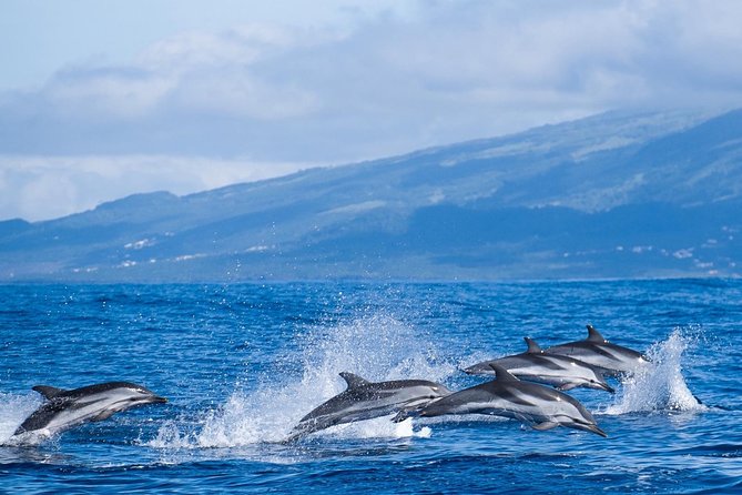 Whale Watching Tour + Vila Franca Islet: Full-day with lunch - An in-depth look at the itinerary and experience