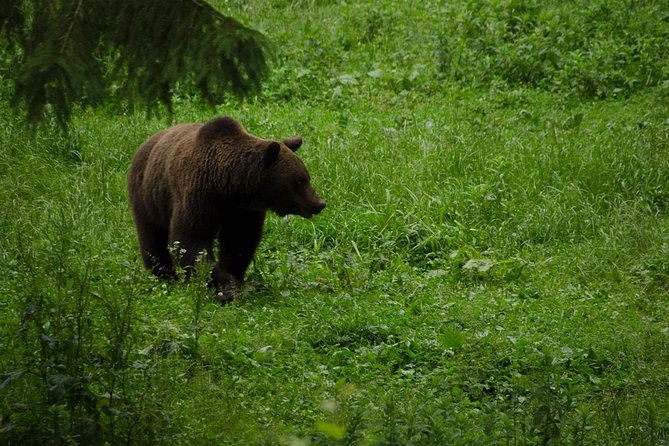 Bear watching experience near Brasov